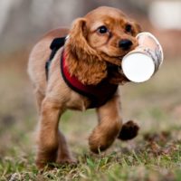 Good Cocker Spaniel Names: Cool Names For Boys, Cute Names For Cocker ...