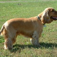 Cocker Spaniel: Average Lifespan, Best Diet And Feeding Schedule ...