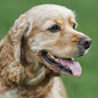 Cocker Spaniel: Average Lifespan, Best Diet And Feeding Schedule ...