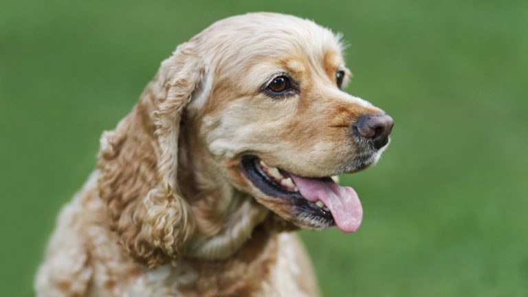 Cocker Spaniel: Average Lifespan, Best Diet And Feeding Schedule ...