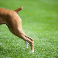 Broken Dog Tail: The Reasons And Treatment,