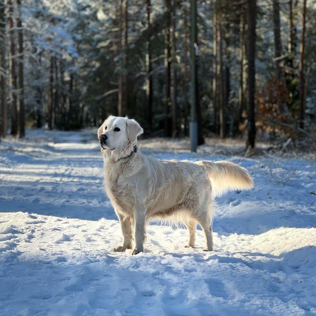 Golden Retrievers And Cold Weather: Can These Two Get Along Well?