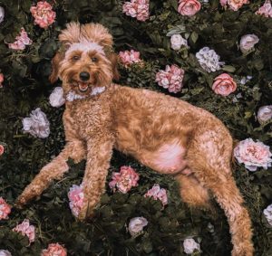 Goldendoodle Pregnancy: Signs, How Long, Calendar Week By Week, Care ...